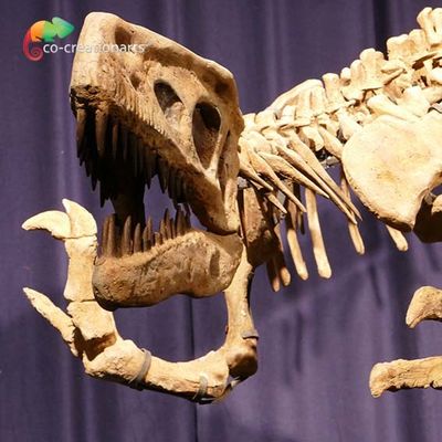 Fiberglass Real Size Gasosaurus Dinosaurs Skeleton Replicas for Museum ...