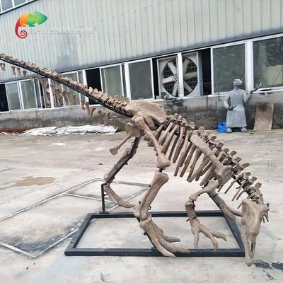 Fiberglass Real Size Gasosaurus Dinosaurs Skeleton Replicas for Museum ...